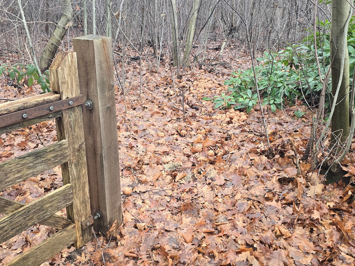 Delden zit met raadsel na oliebollenregen: ‘Het is te zot voor woorden ...
