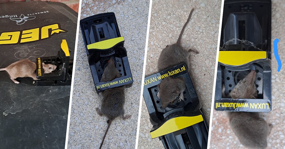 Meer muizen dan buren: vrouw uit Huissen ving er al dertien | Overbetuwe | De Gelderlander.nl