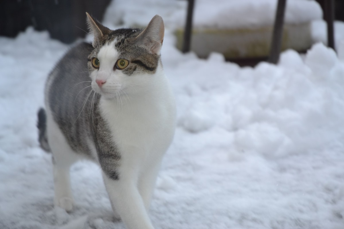 Heb jij Crepes gezien? Dit huisdier wordt in Wageningen vermist ...