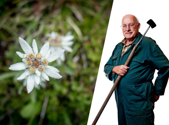 Een balkon vraagt om hele specifieke beplanting | Wonen | gelderlander.nl
