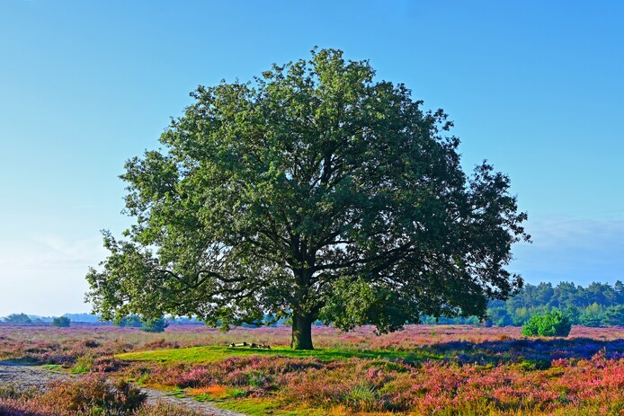 Bomen hebben we nodig in deze opwarmende wereld, en daarom krijgen 33 ...