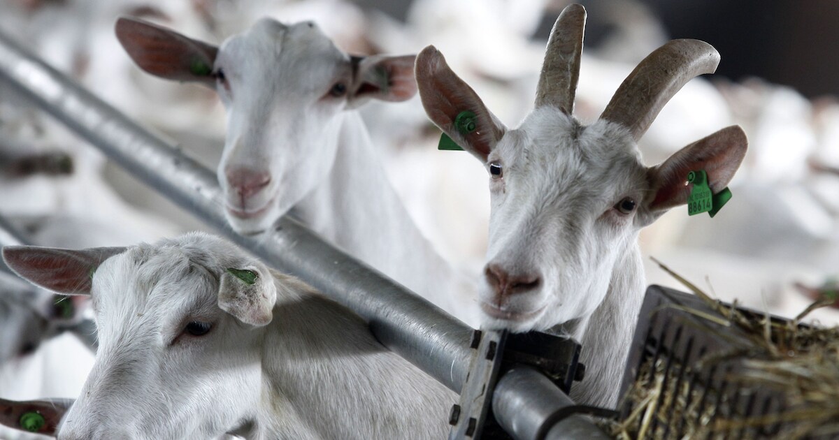 Ook boeren mét vergunning moeten vrezen voor inkrimping omdat ...