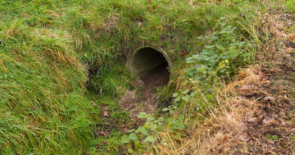 Aangereden kat door brandweer bevrijd uit riool in Lierop | Brabant ...