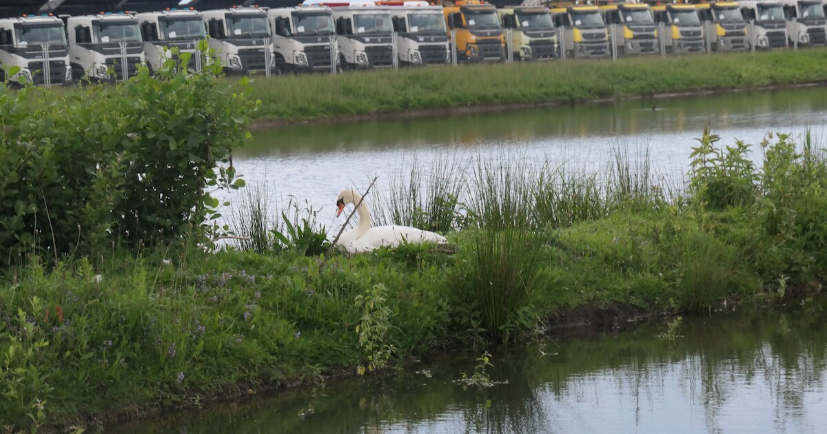 SP bijt zich vast in uitbreiding BAS Veghel: ‘Geldt de wet daar niet ...
