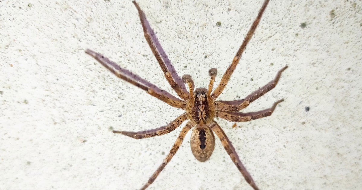 ‘Horrorspin’ uit de mediterranen in huis | Regio | De Gelderlander.nl