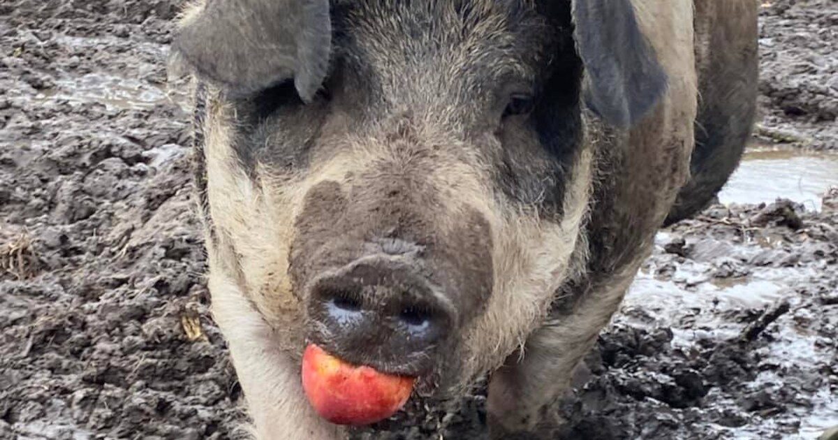 Een troostend einde, het bloemetje bij de wei waar het varken is ...